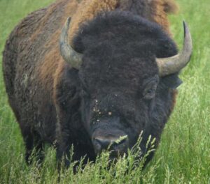 Wildlife Prairie Park - Explore Peoria