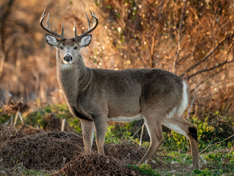 Wildlife Prairie Park - Explore Peoria
